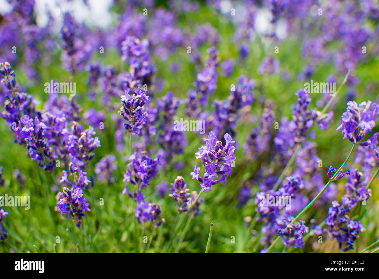 Close up of full bloom lavender (Lavandula) plant Stock Photo - Alamy