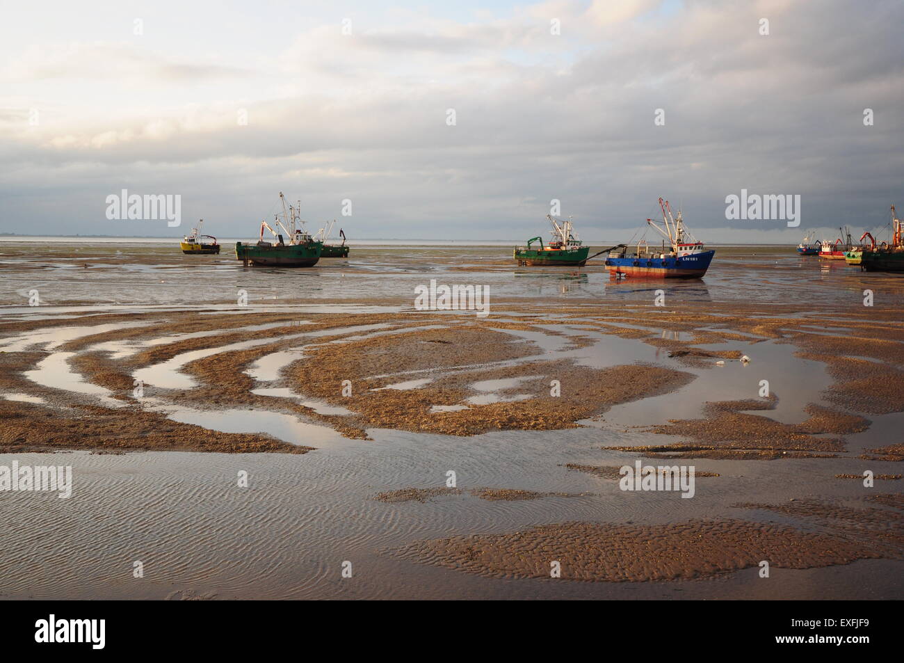 Cockle beds on the Toft Sand in The Wash off the Lincolnshire port of ...