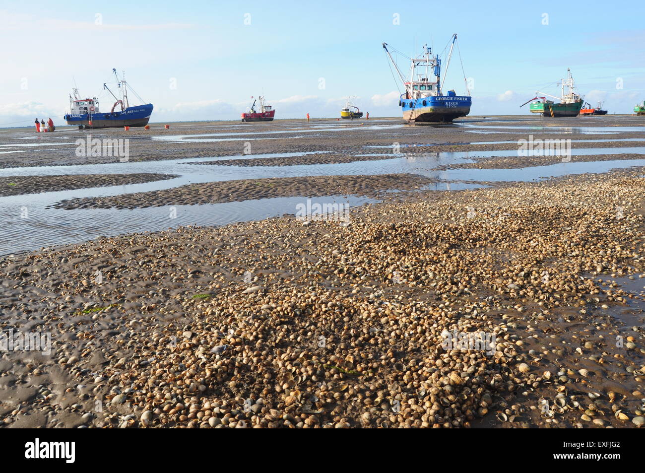 Cockle beds on the Toft Sand in The Wash off the Lincolnshire port of ...