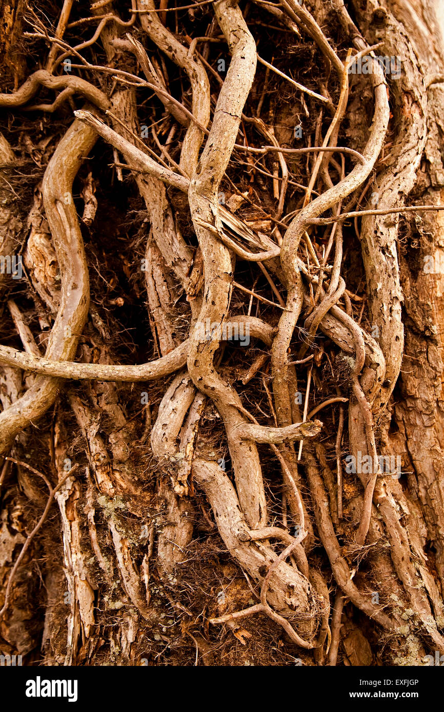 Roots of a Tree Stock Photo - Alamy