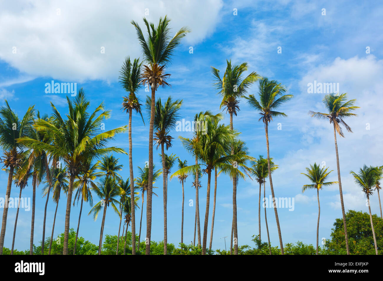 Coconut Trees in Cedeno Honduras Stock Photo - Alamy