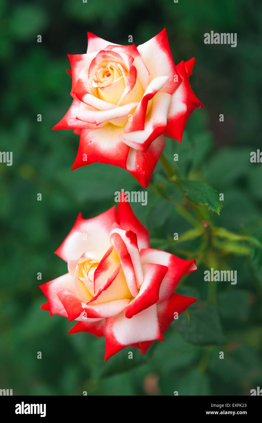 Red roses pattern hi-res stock photography and images - Alamy
