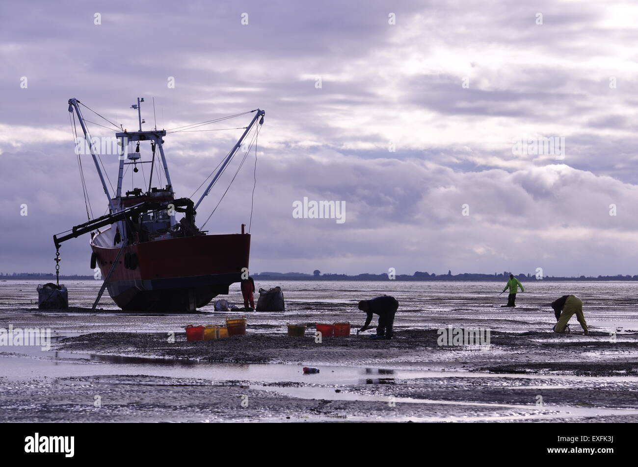 Cockle pickers on the Toft Sand in The Wash off Boston, Lincolnshire ...