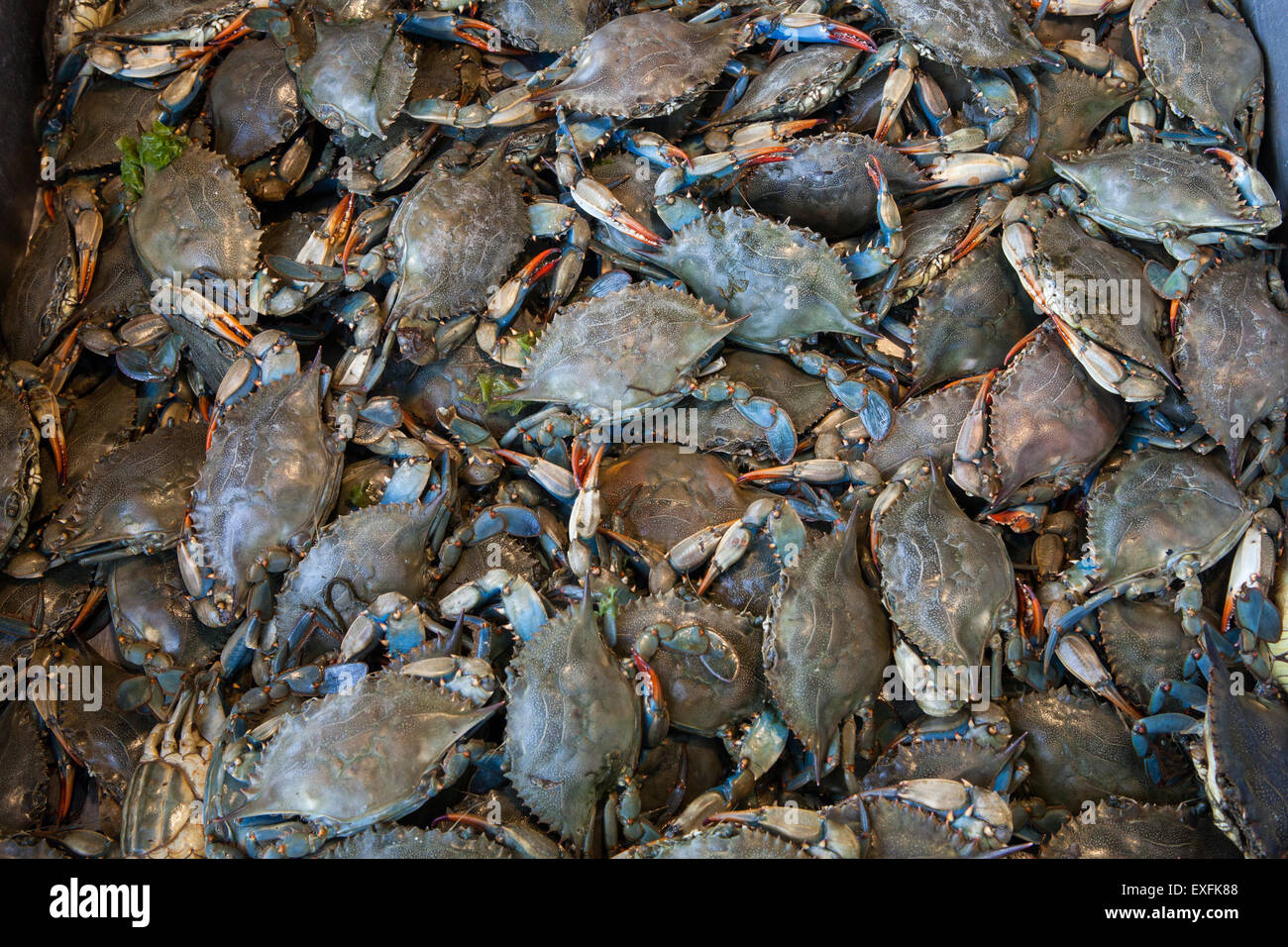 Chesapeake bay blue crabs hi-res stock photography and images - Alamy