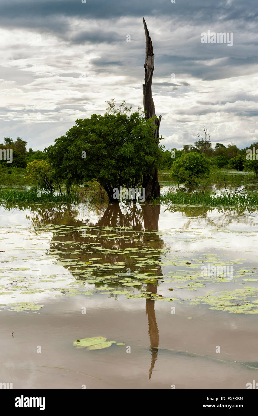 Mangrove trees in the Mary River, Northern Territory, Australia Stock ...