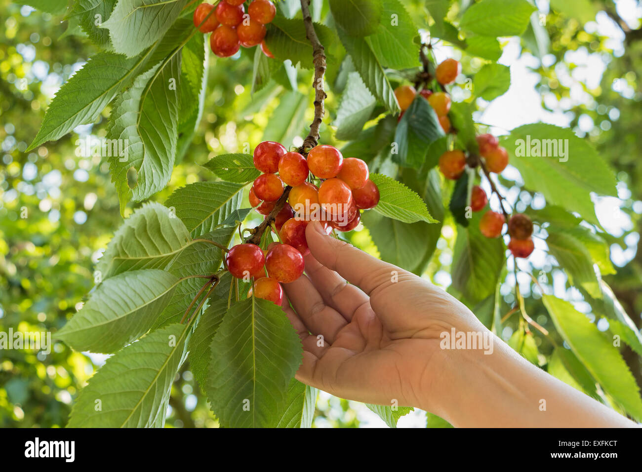 Cherry picker fruit hi-res stock photography and images - Alamy