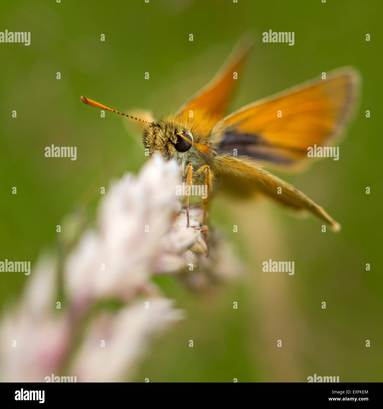 Grass skipper butterflies hi-res stock photography and images - Alamy