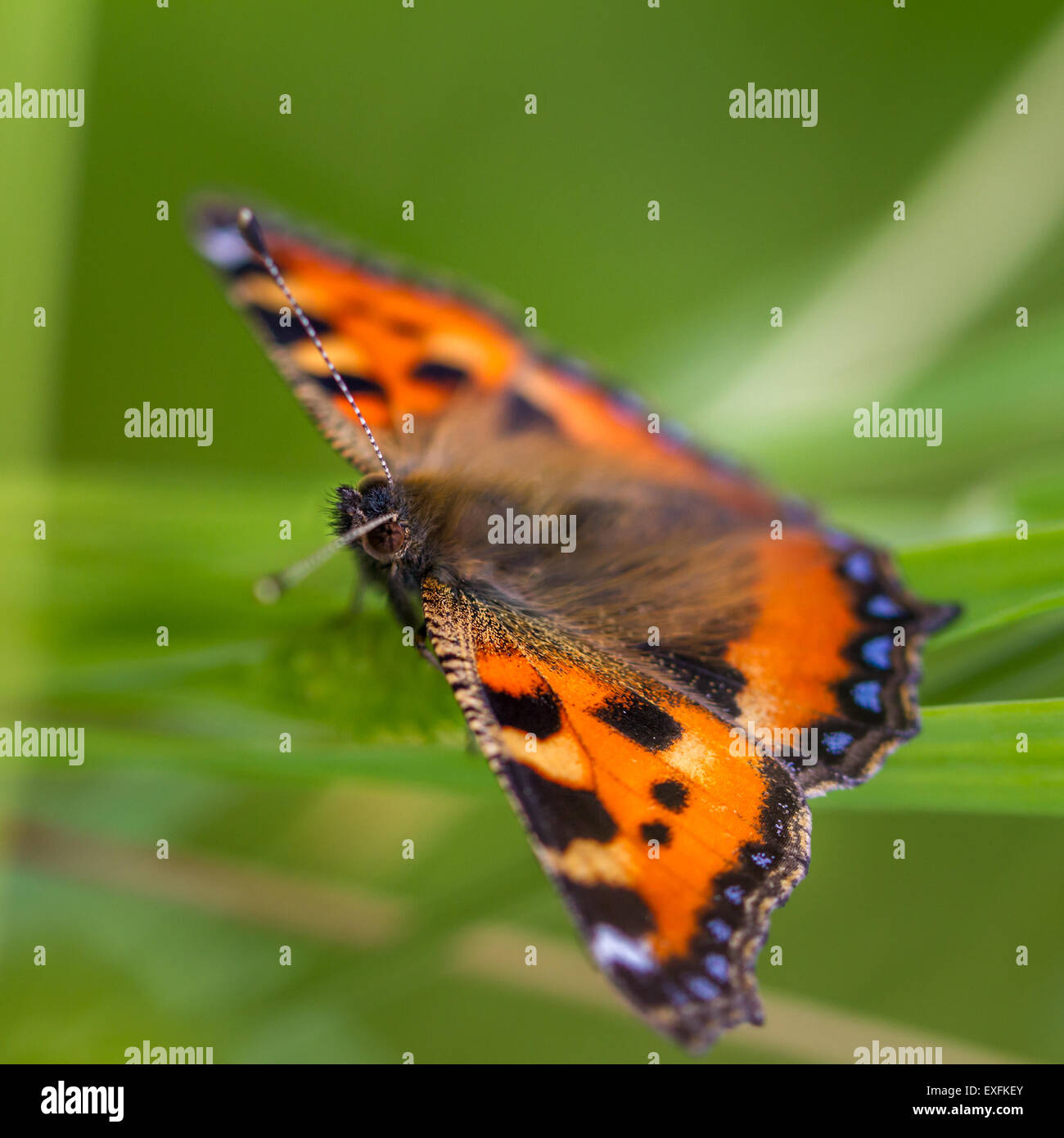 Small Tortoiseshell butterfly resting in the undergrowth, Yorkshire, UK ...
