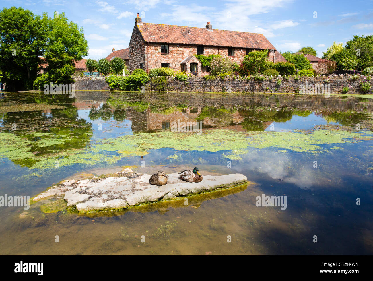 Village duckpond with ducks at Compton Martin on the northern slopes of ...
