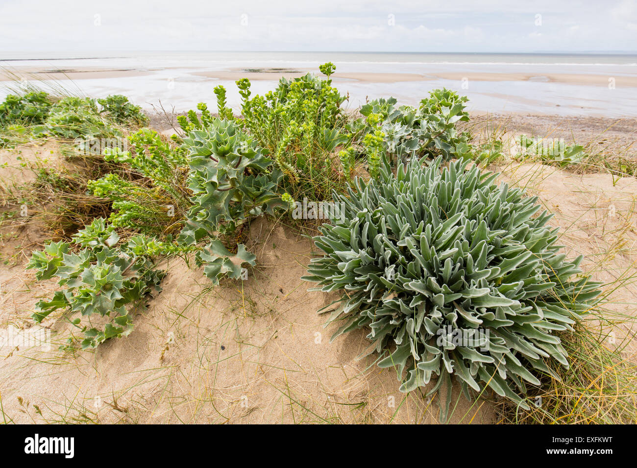 Community of dune plants including sea holly sea spurge and wisps of ...