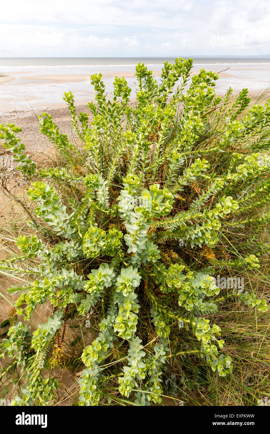 Kenfig burrows hi-res stock photography and images - Alamy