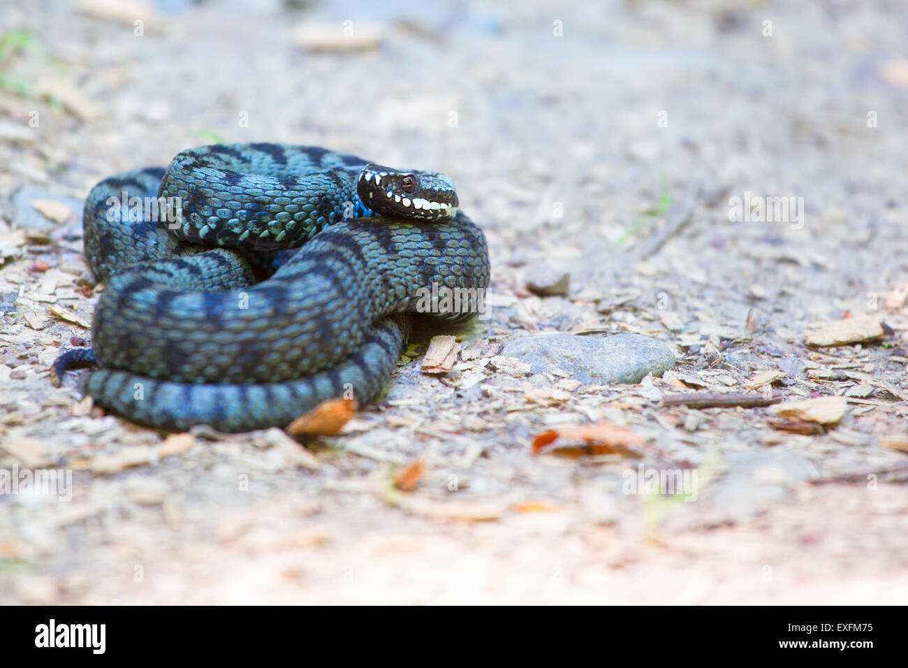 Common adder hi-res stock photography and images - Alamy