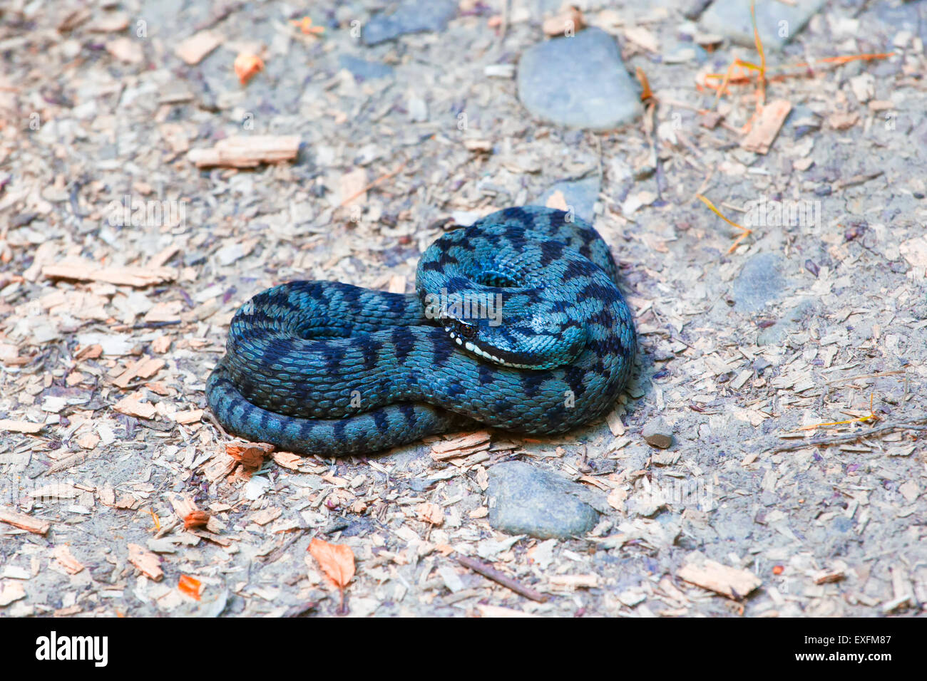 Common adder hi-res stock photography and images - Alamy