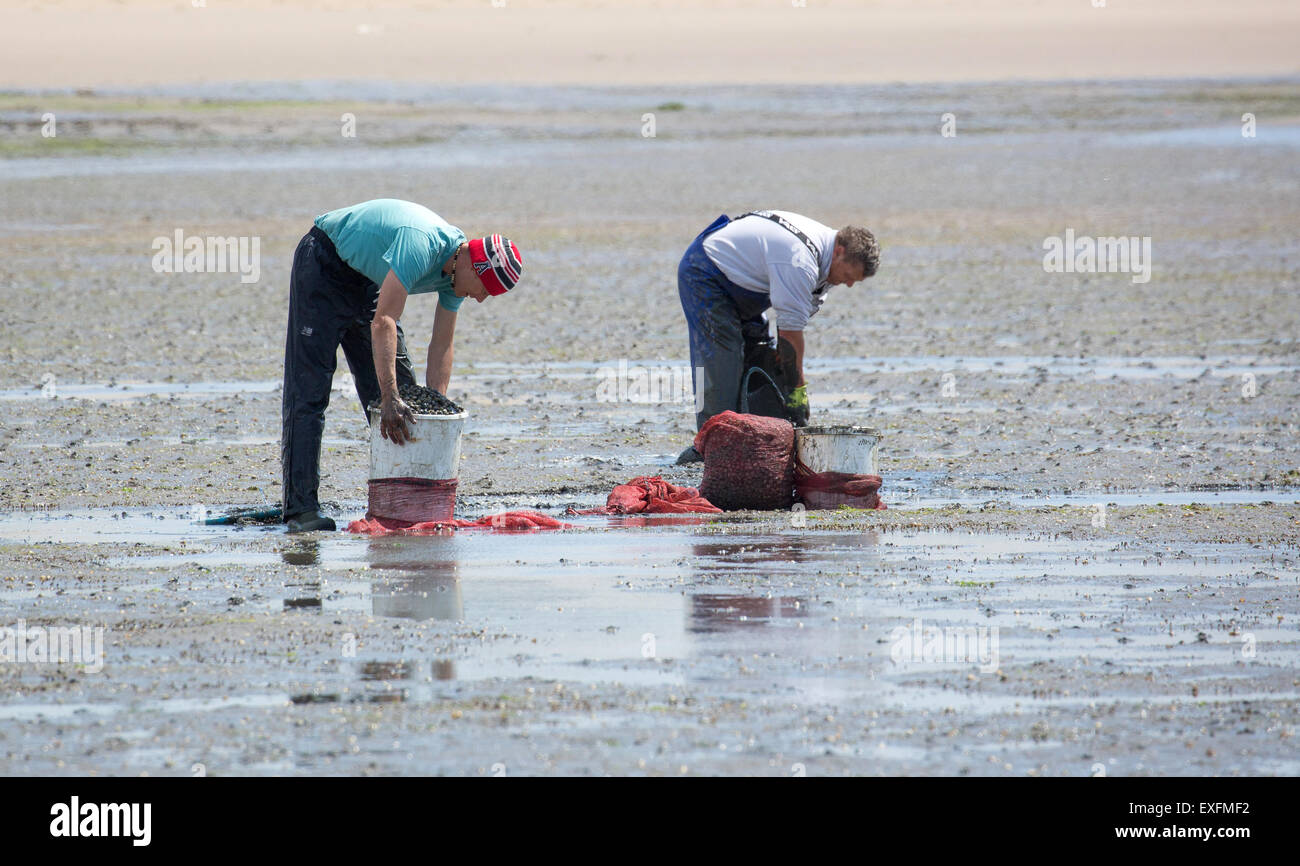 Two men digging for cockles buried in the muddy beach of Whiteford ...