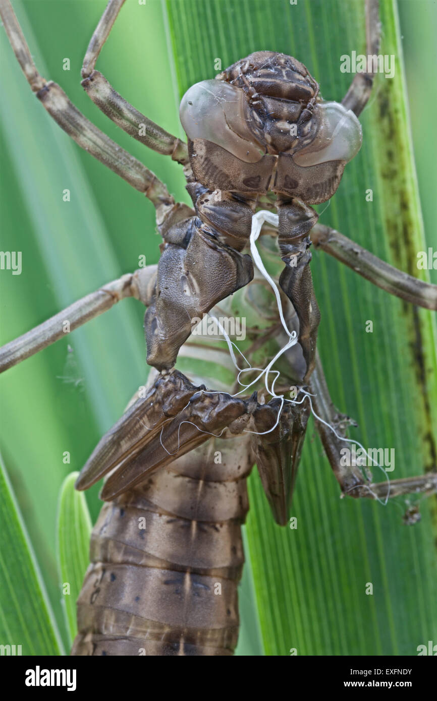 Dragonfly exoskeleton hi-res stock photography and images - Alamy