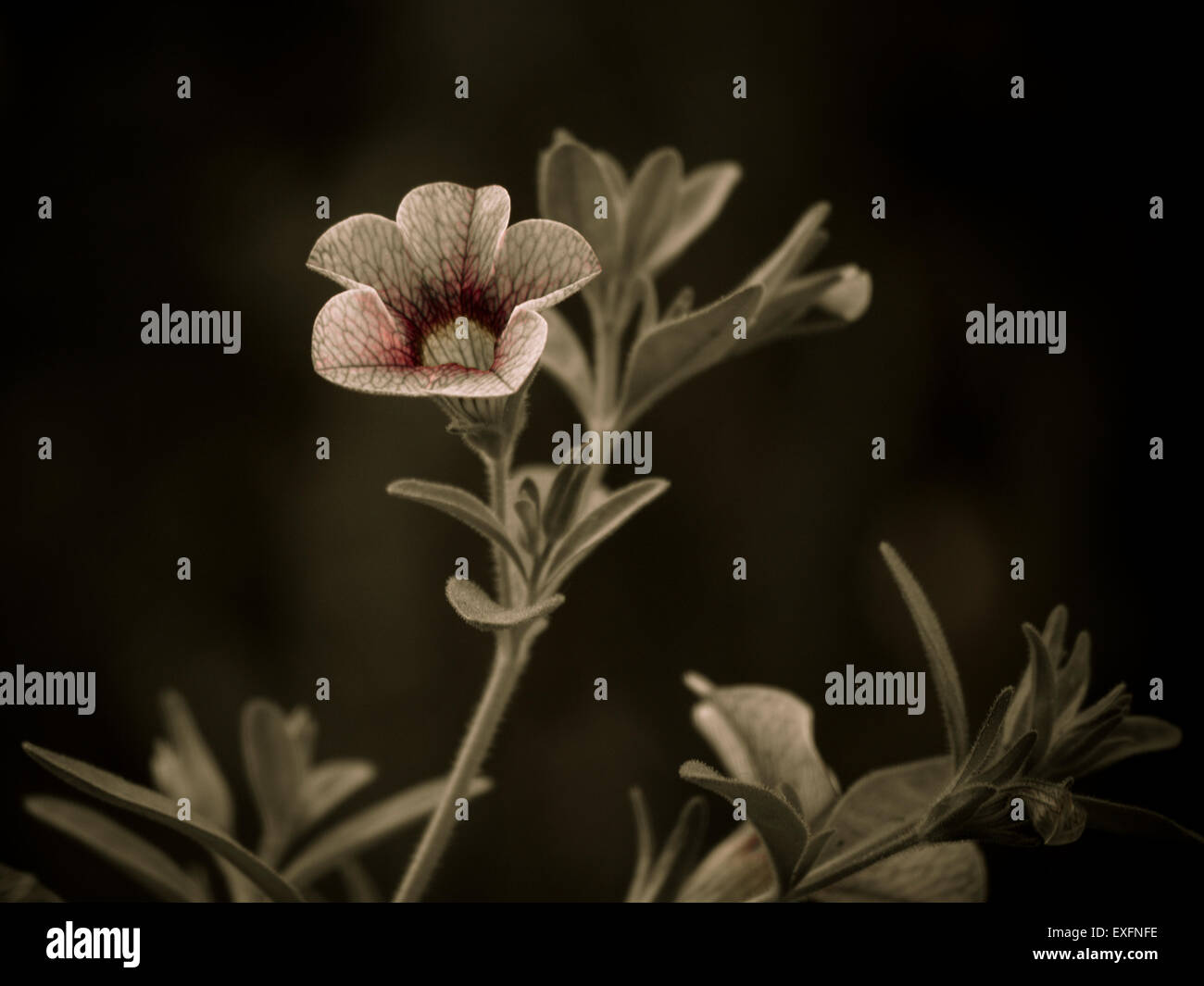 Little petunia in bloom Stock Photo - Alamy