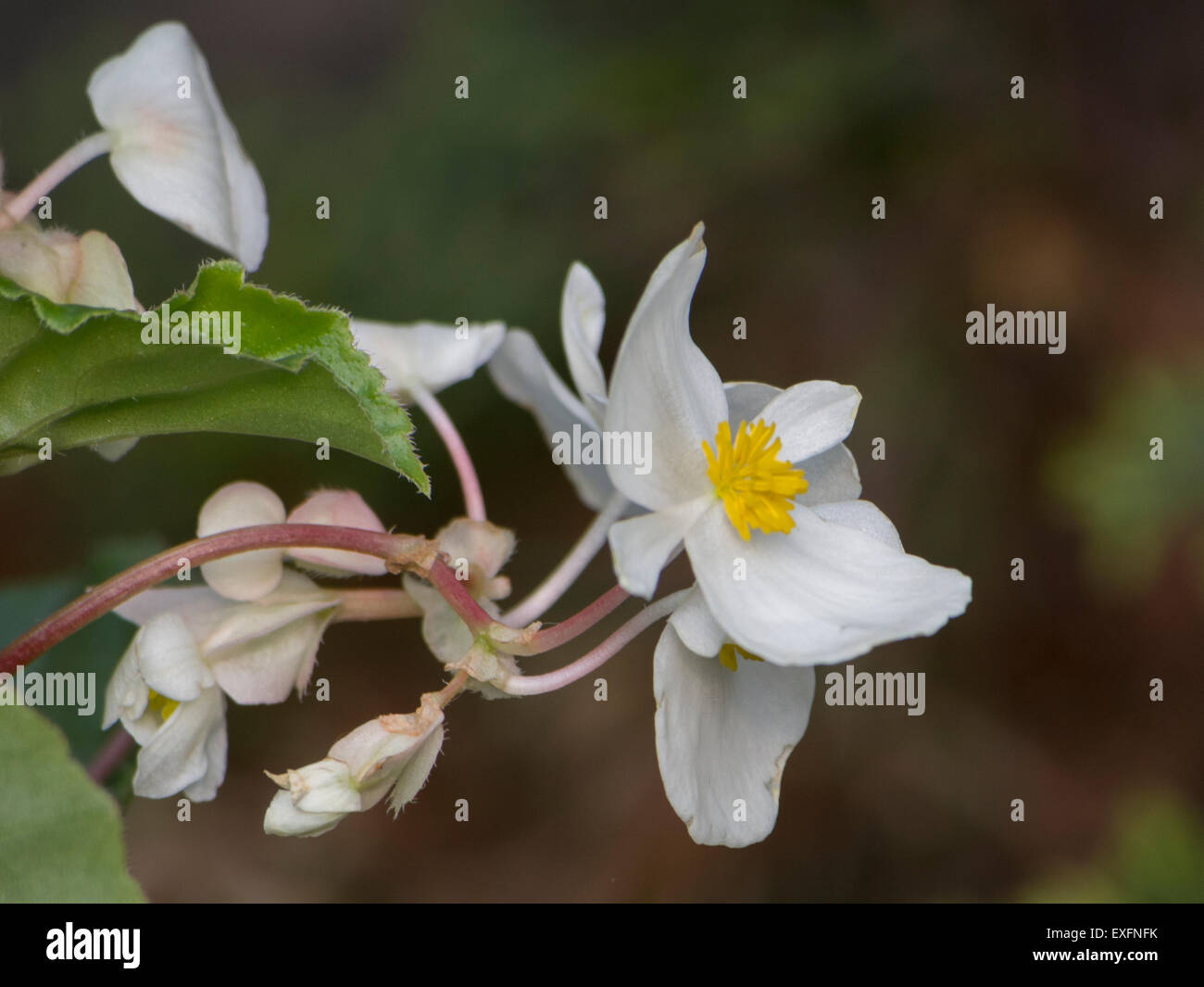 Begonia flower in bloom Stock Photo - Alamy
