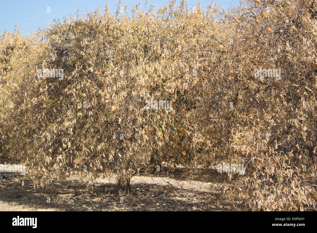 Citrus orchard destroyed by drought, central California 2015 Stock ...