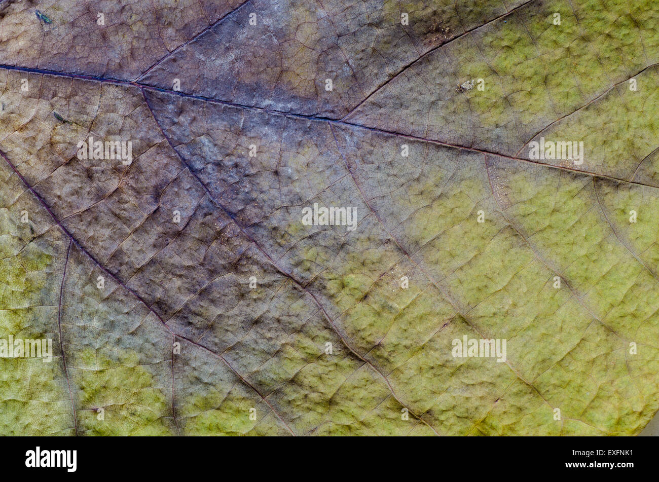 detail of dried leaf texture background Stock Photo - Alamy