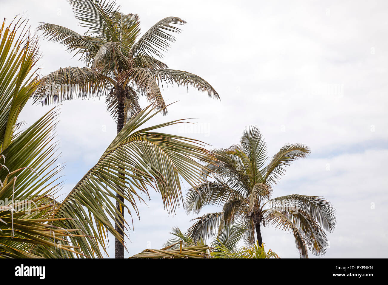 Palmeras palm trees hi-res stock photography and images - Alamy