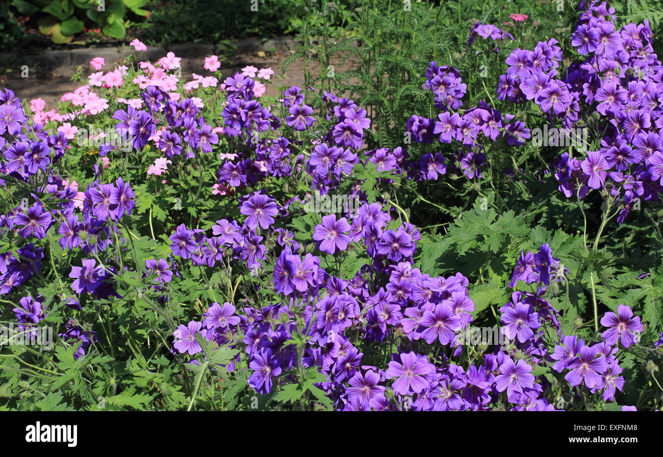 Geranium magnificum hi-res stock photography and images - Alamy
