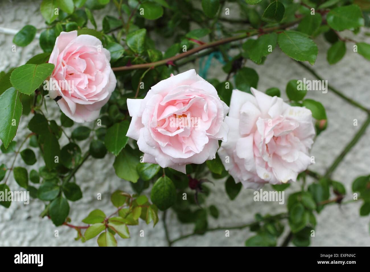 Roses Garden Climbing High Resolution Stock Photography and Images - Alamy