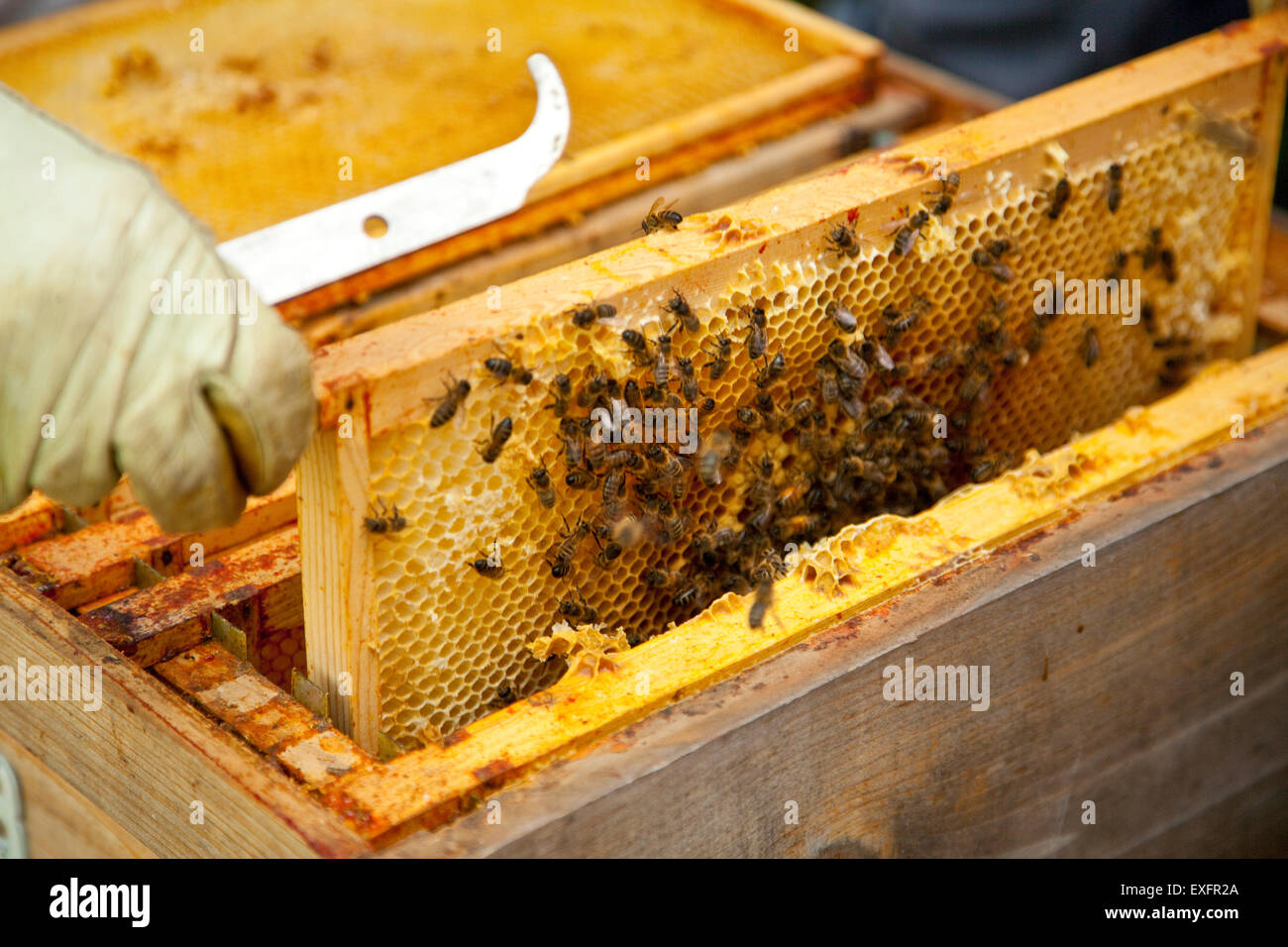 Bee Keeper lifting a honey super from a beehive Stock Photo - Alamy