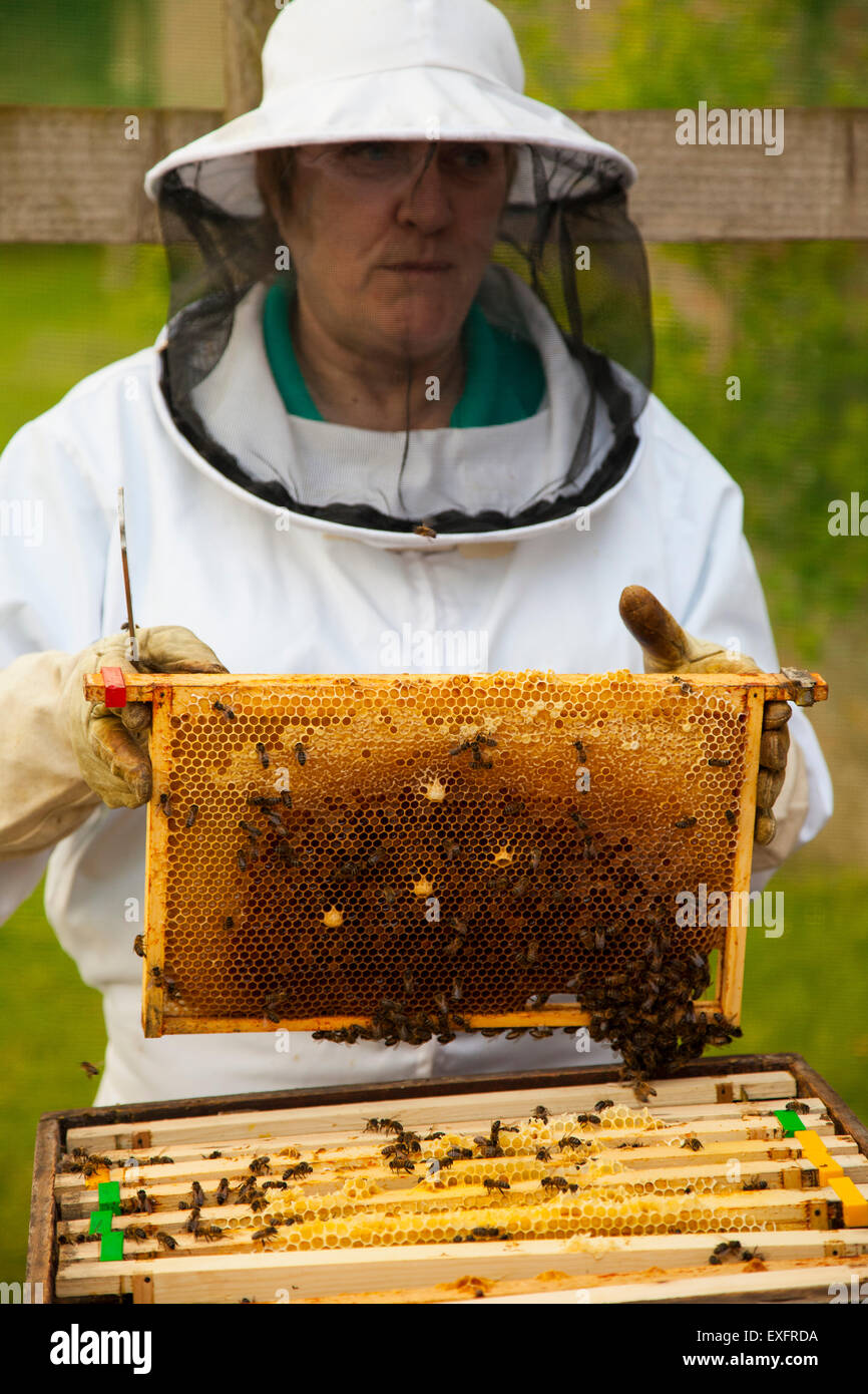 Bee keeper hi-res stock photography and images - Alamy