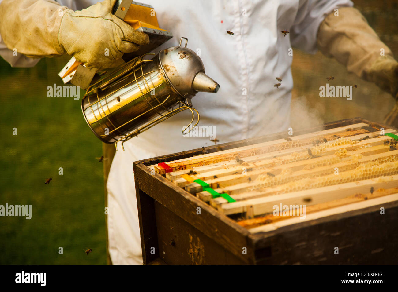 Bee Keeper smoking the honey bees with a bee hive smoker Stock Photo ...