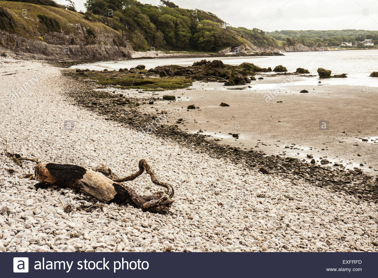 Burnt Tree High Resolution Stock Photography and Images - Alamy