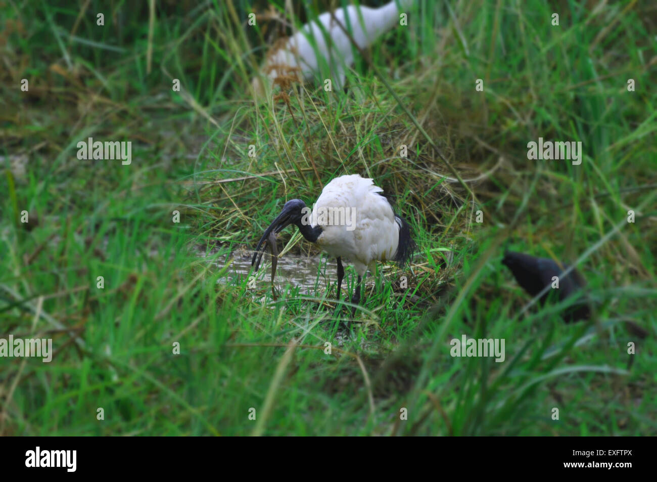 Feeding the sacred ibis hi-res stock photography and images - Alamy