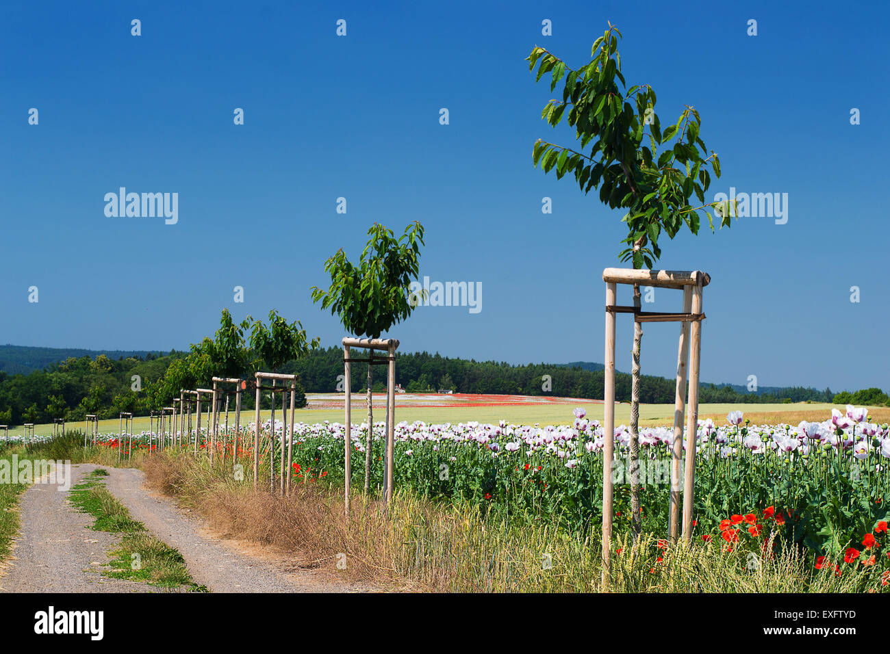 Beautiful Bohemian countryside scenery with rural road and white opium ...