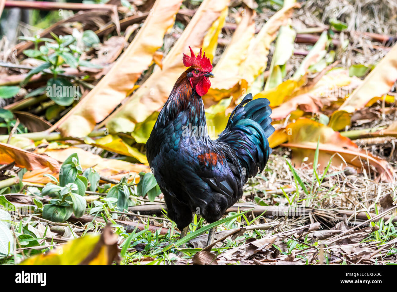 A dark feather rooster Stock Photo - Alamy