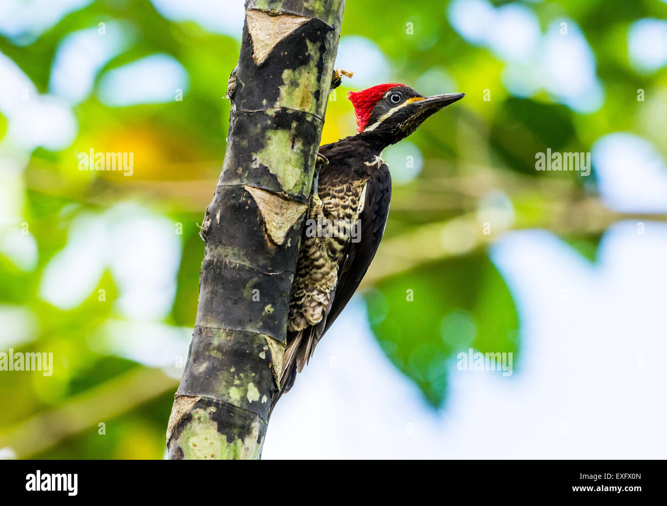 A Lineated Woodpecker (Dryocopus lineatus) on a tree. MIndo, Ecuador ...