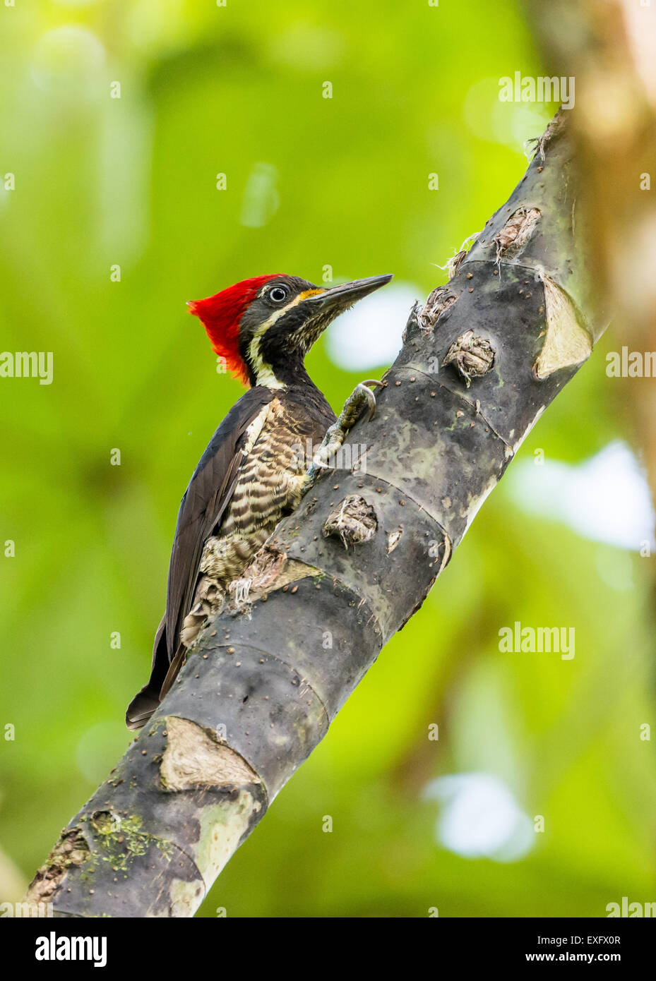 A Lineated Woodpecker (Dryocopus lineatus) on a tree. MIndo, Ecuador ...