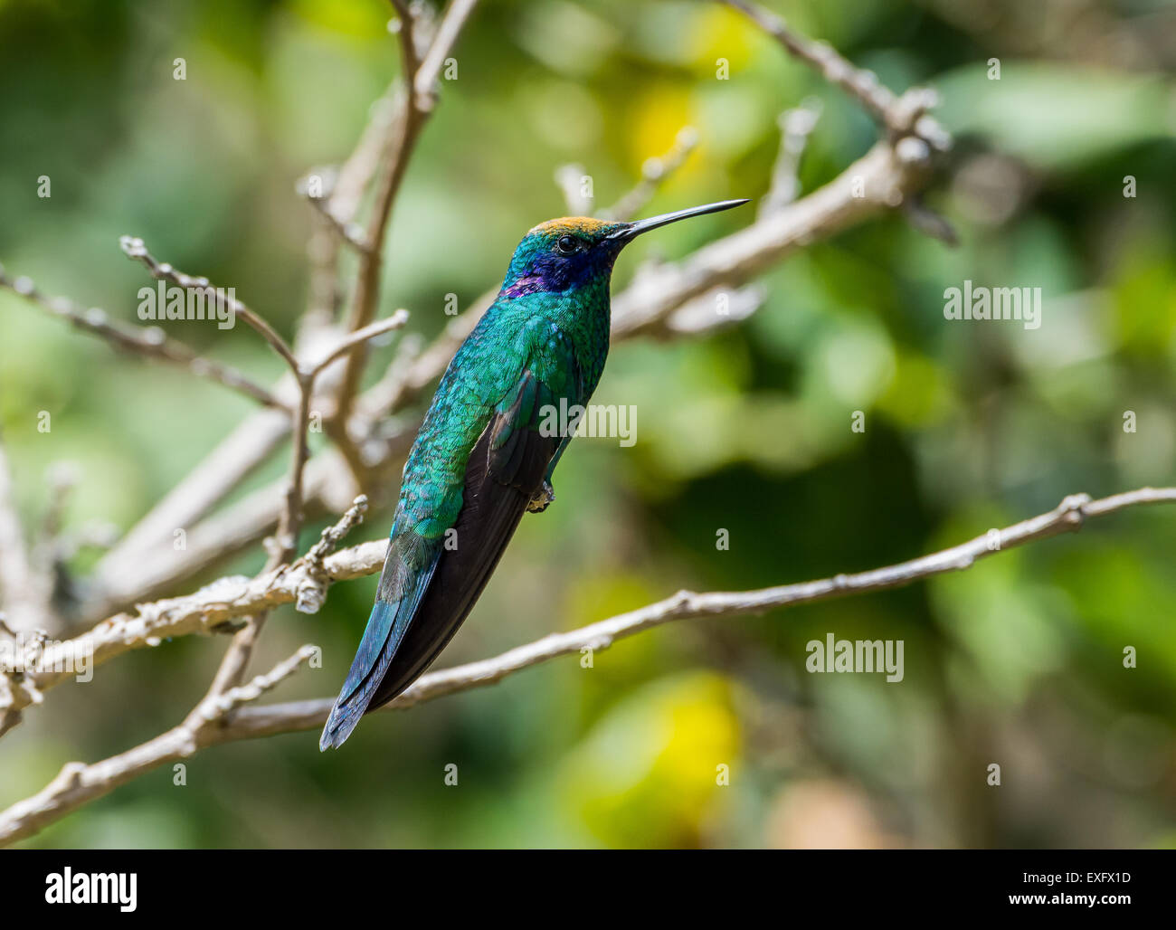 A Sparkling Violetear (Colibri coruscans) hummingbird with yellow ...