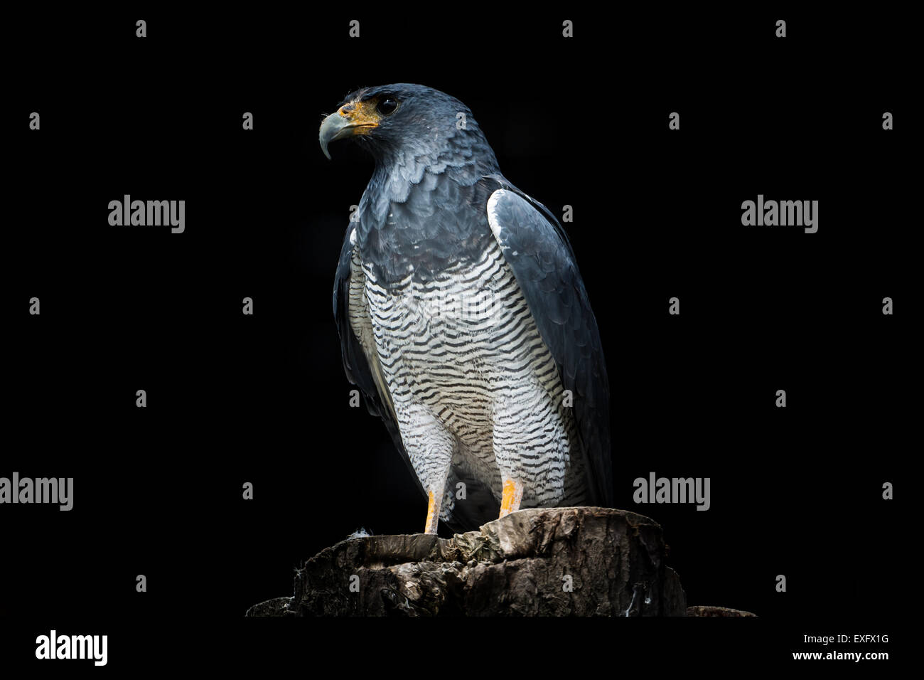A Barred Hawk (Morphnarchus princeps) standing against dark background ...