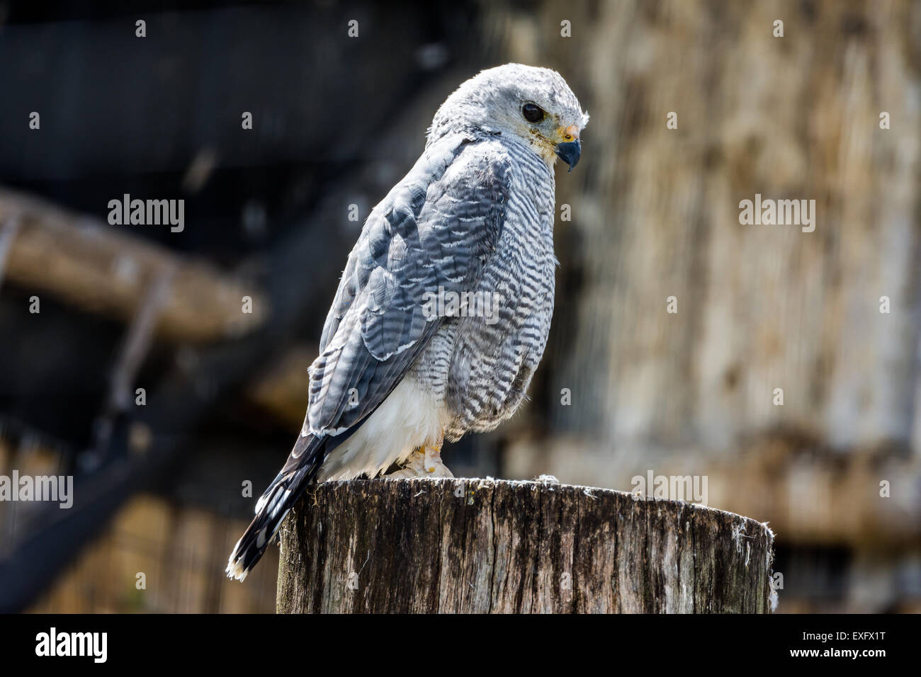 Grey hawk buteo nitidus hi-res stock photography and images - Alamy