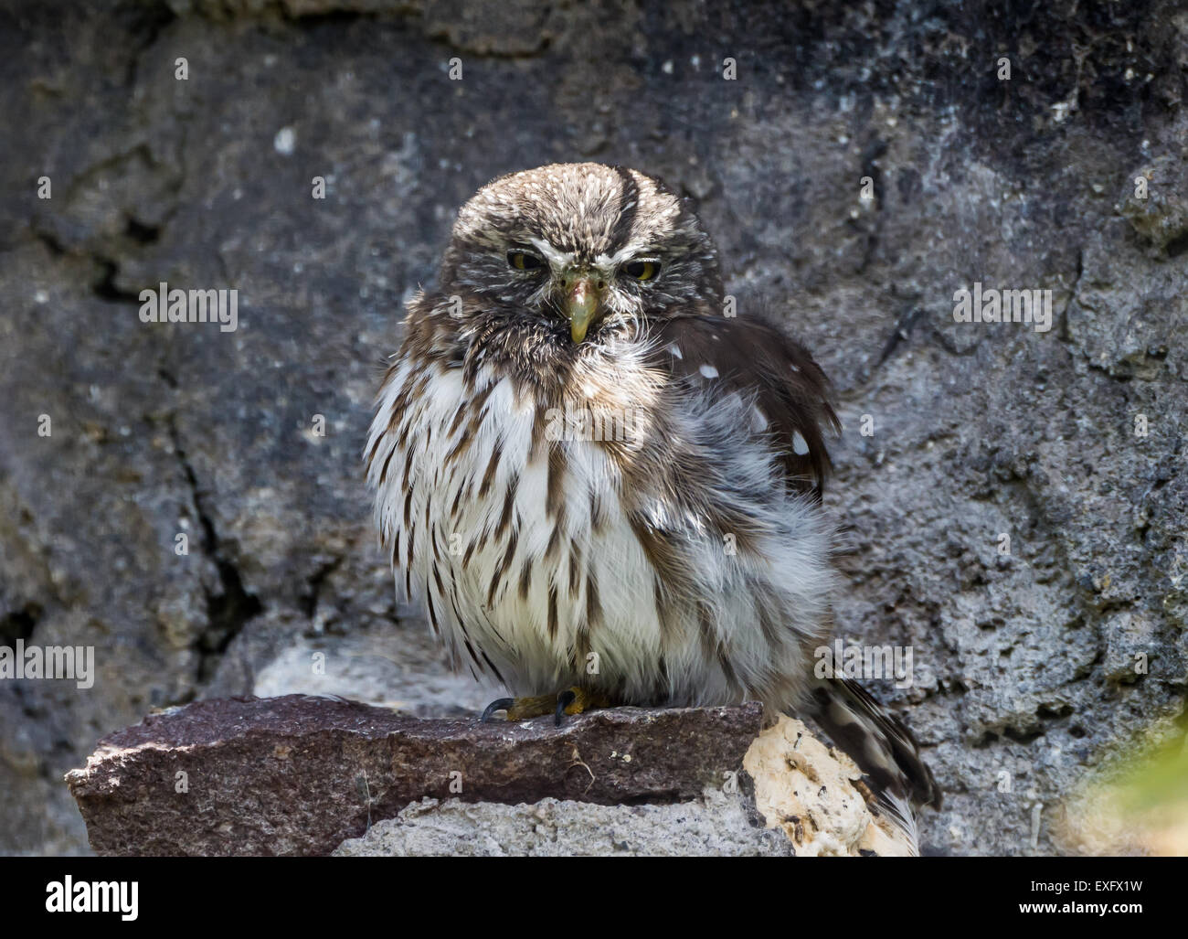 A Peruvian Pygmy-Owl (Glaucidium peruanum) standing on a rock Stock ...