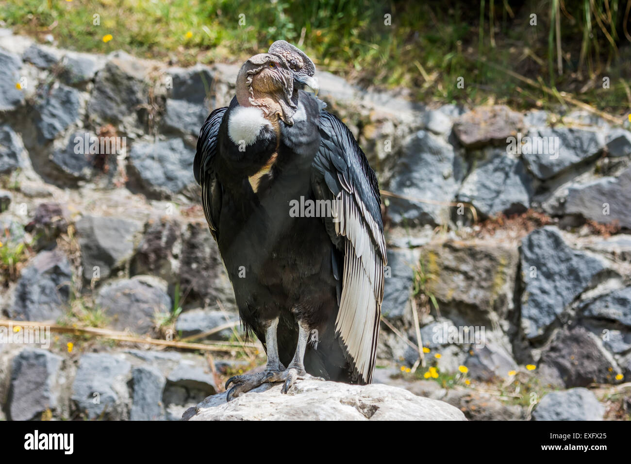 A highly endangered Andean Condor (Vultur gryphus) in captive at the ...