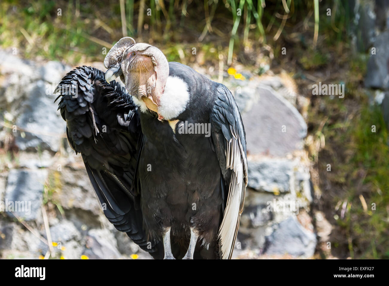 A highly endangered Andean Condor (Vultur gryphus) in captive at the ...