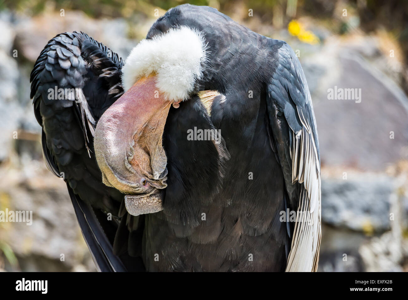 A highly endangered Andean Condor (Vultur gryphus) in captive at the ...