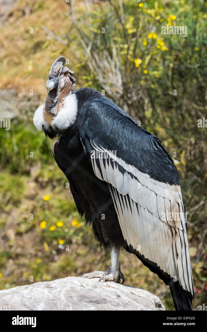 A highly endangered Andean Condor (Vultur gryphus) in captive at the ...