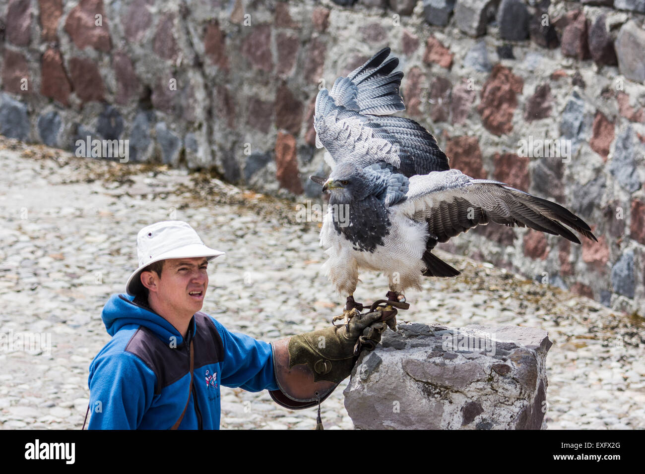 Birds of prey handler hi-res stock photography and images - Alamy