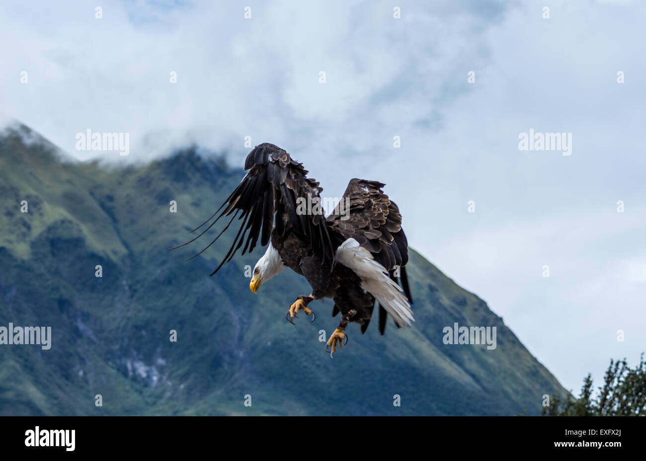 A flying American bald eagle (Haliaeetus leucocephalus) descending over ...