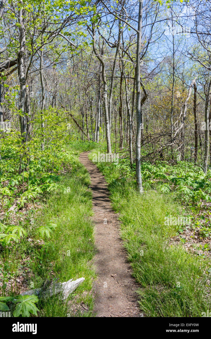 The approach trail from Amicalola Falls to Springer Mountain comes to ...