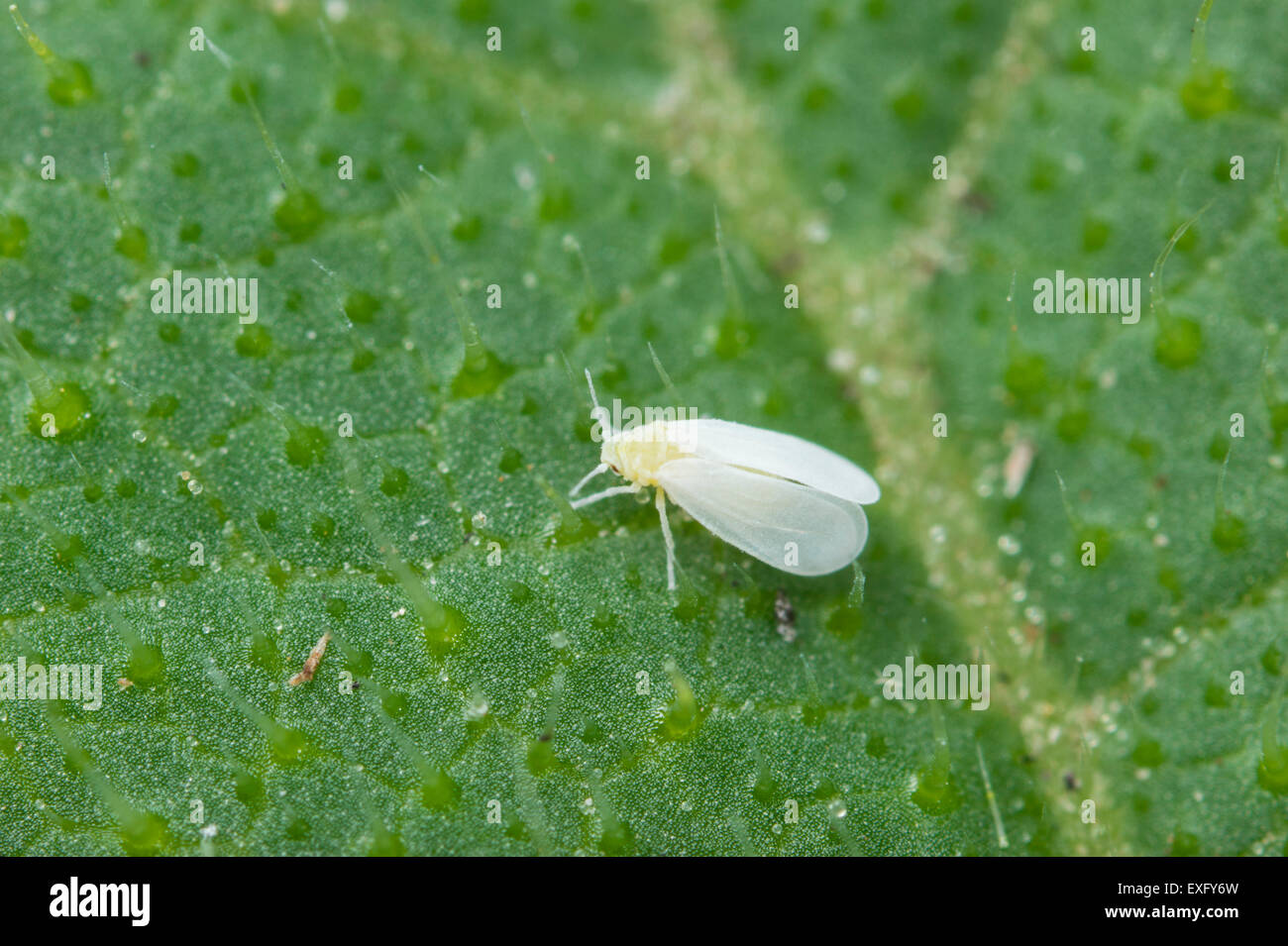 Whitefly on pumpkin leaf Stock Photo - Alamy