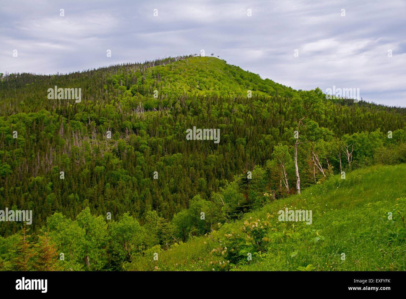 A view of the Newfoundland interior at Gros Morne Stock Photo - Alamy