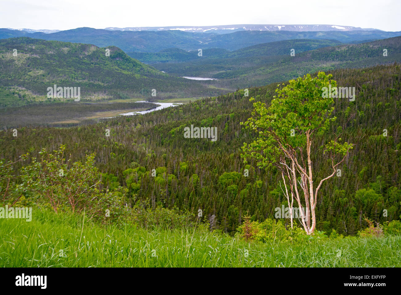 A view of the Newfoundland interior at Gros Morne Stock Photo - Alamy