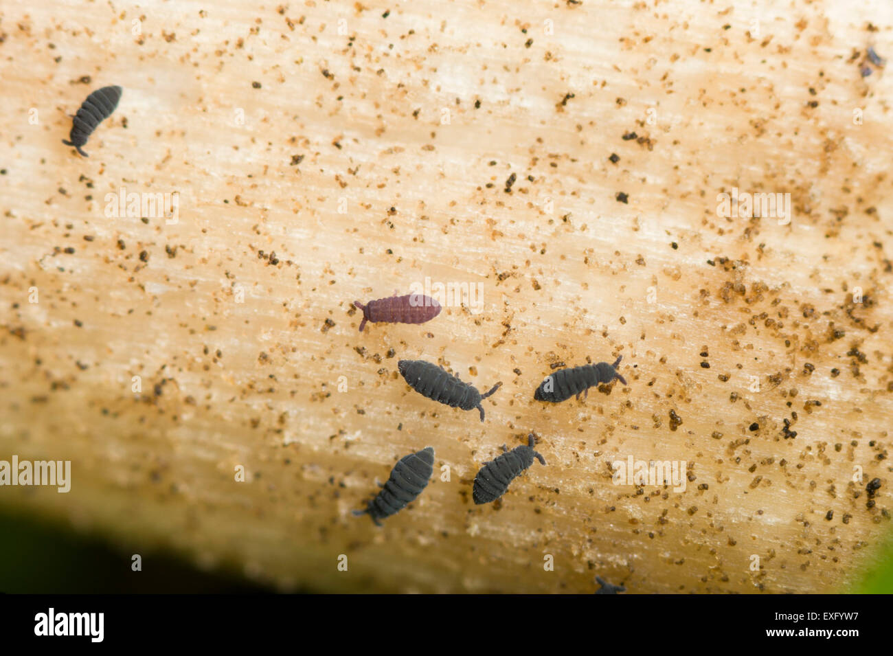 Springtails hi-res stock photography and images - Alamy